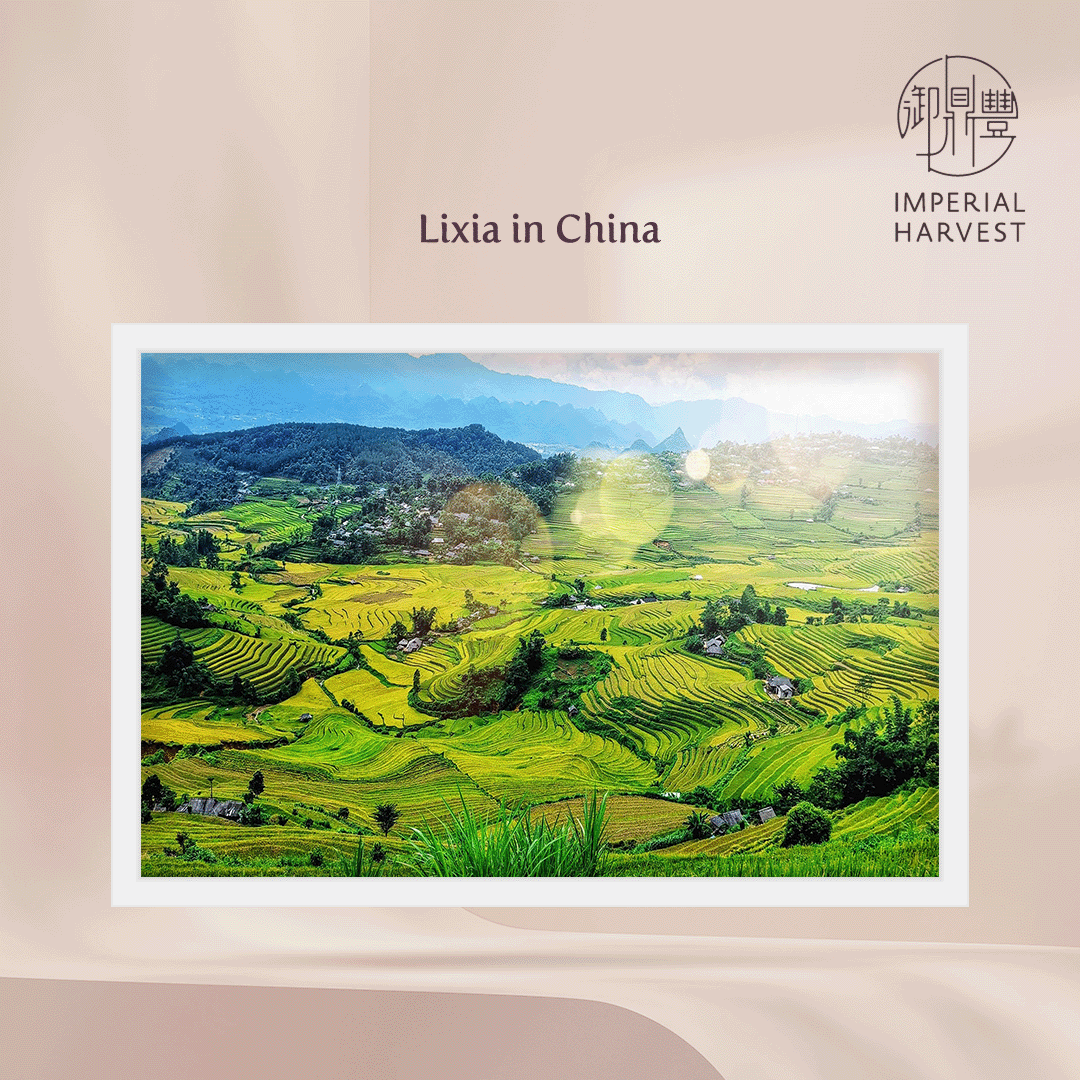 Celebrating Cundi Guan Yin (準提观音) during Lixia (立夏) - Imperial Harvest