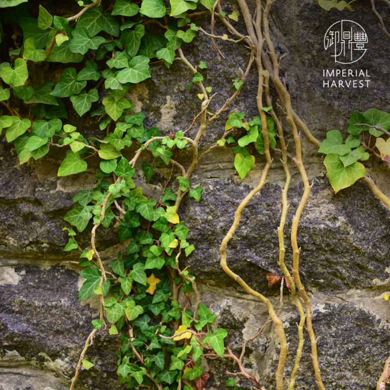 Understanding Your Daymaster — Yi Wood (乙木)