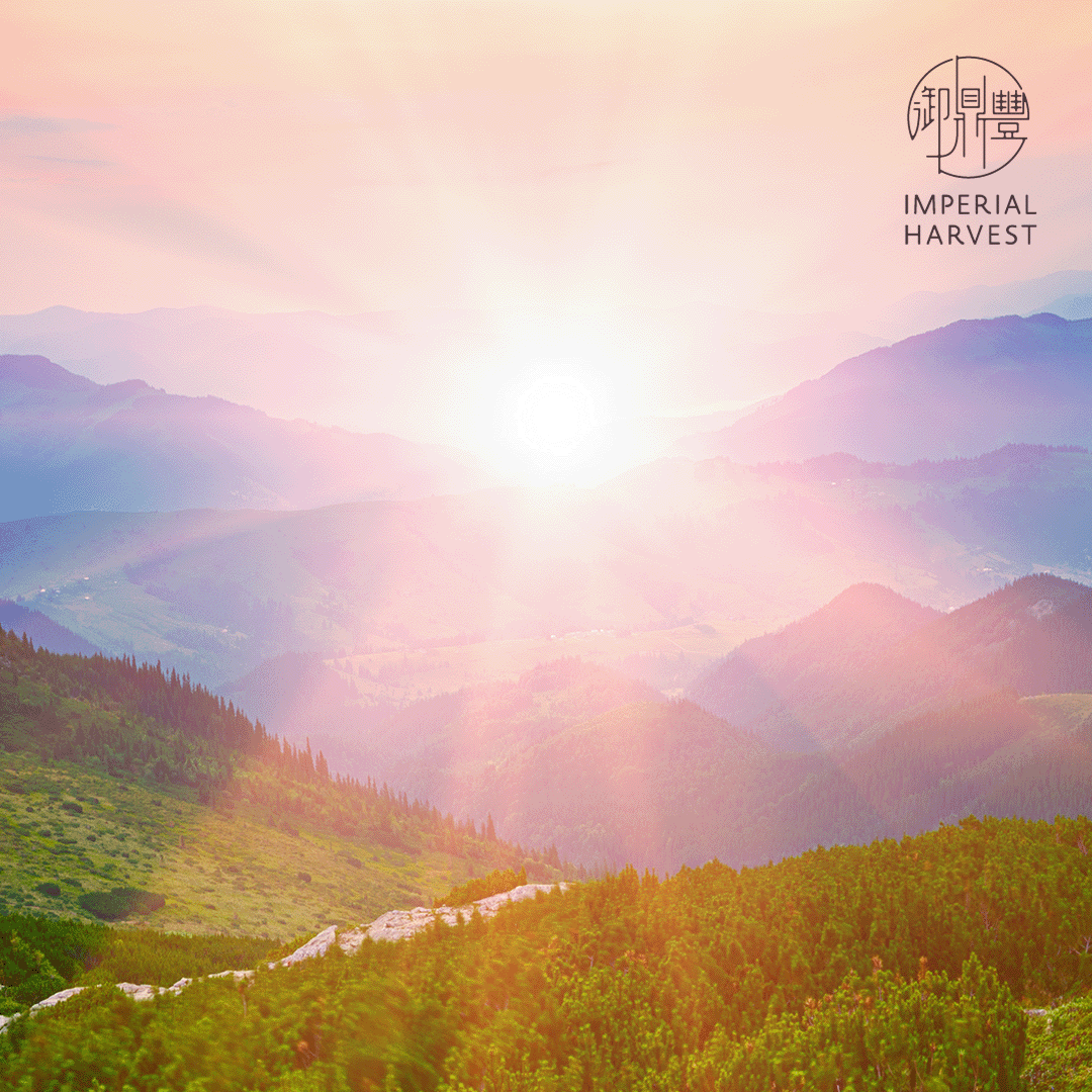 Understanding Your Daymaster — Bing Fire (丙火) - Imperial Harvest