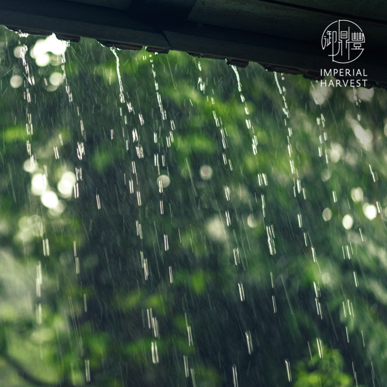 Understanding Your Daymaster — Gui Water (癸水) - Imperial Harvest