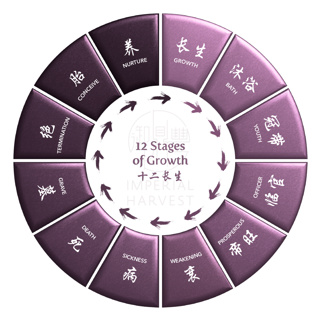 The 12 Stages of Growth (十二长生) in Bazi - Imperial Harvest