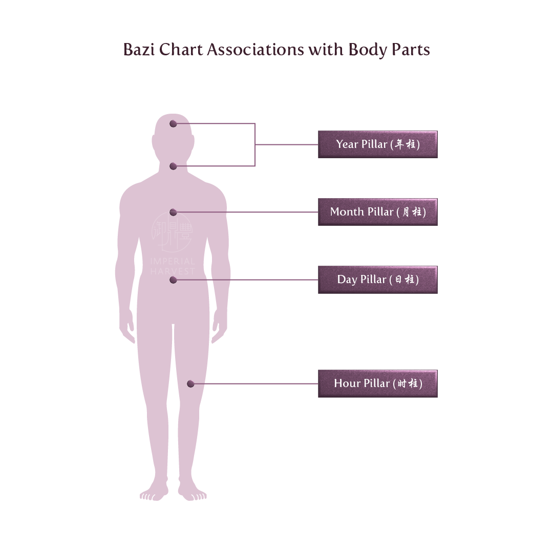 Beginner’s Guide to Bazi Reading - Imperial Harvest